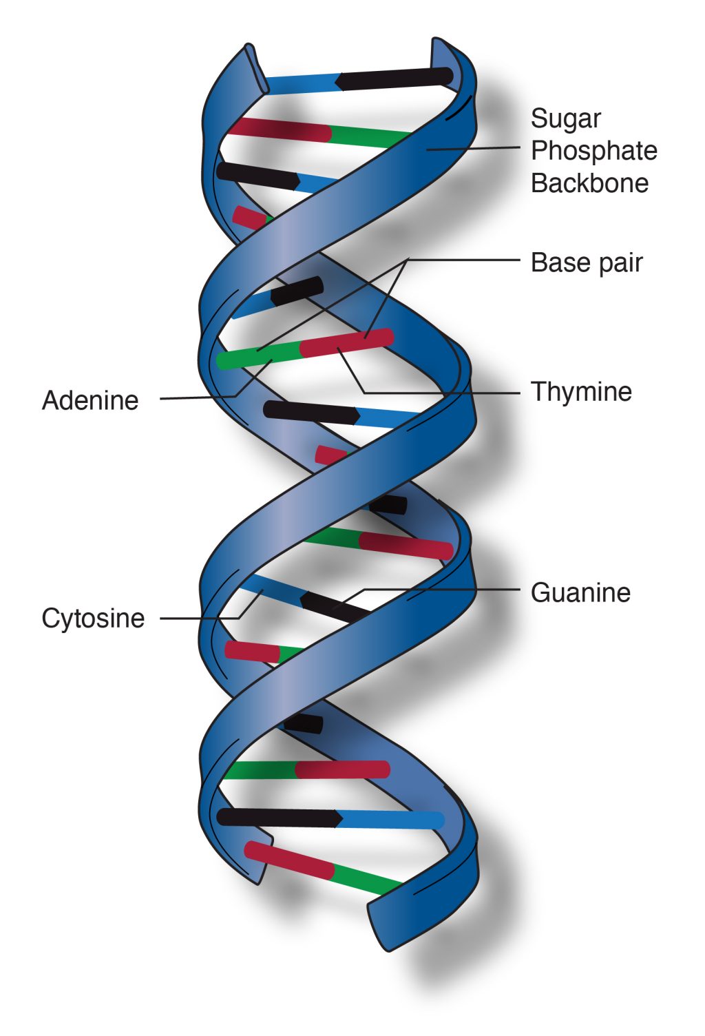 LYFin360° - What is the full form of DNA